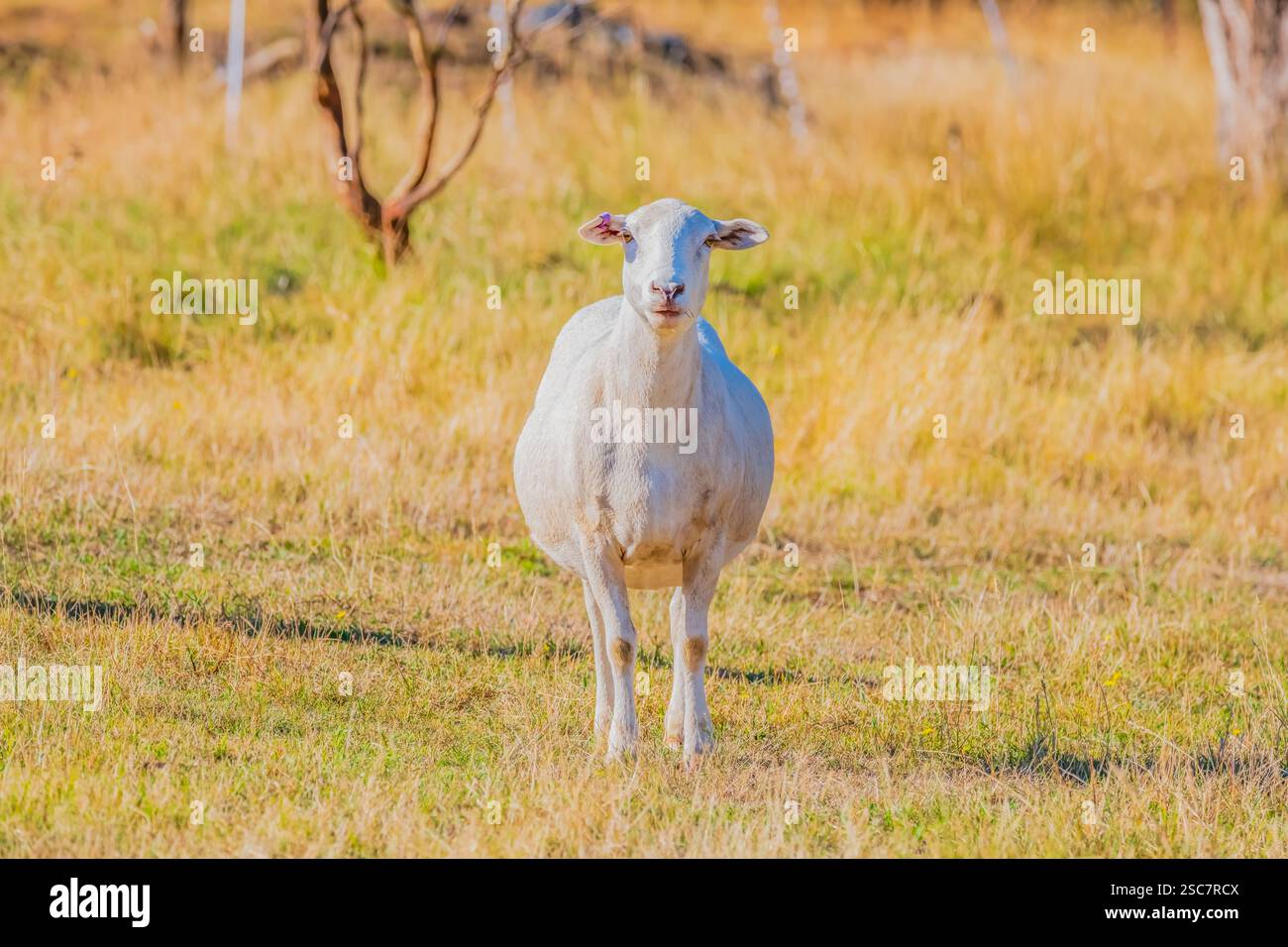 Dorper sheep on a Summer's morning at the farm. Dorper sheep do not ...