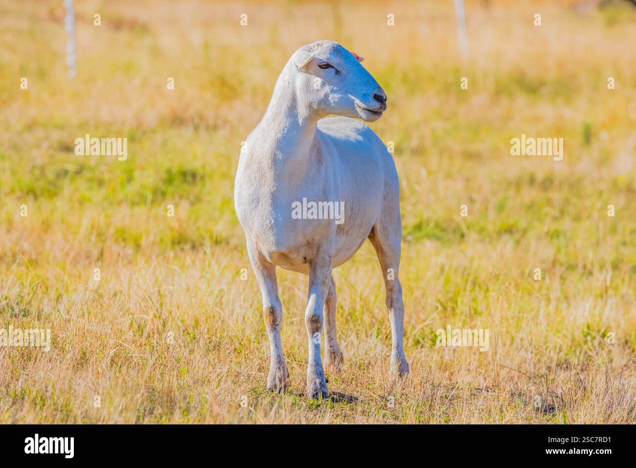 Dorper sheep on a Summer's morning at the farm. Dorper sheep do not ...