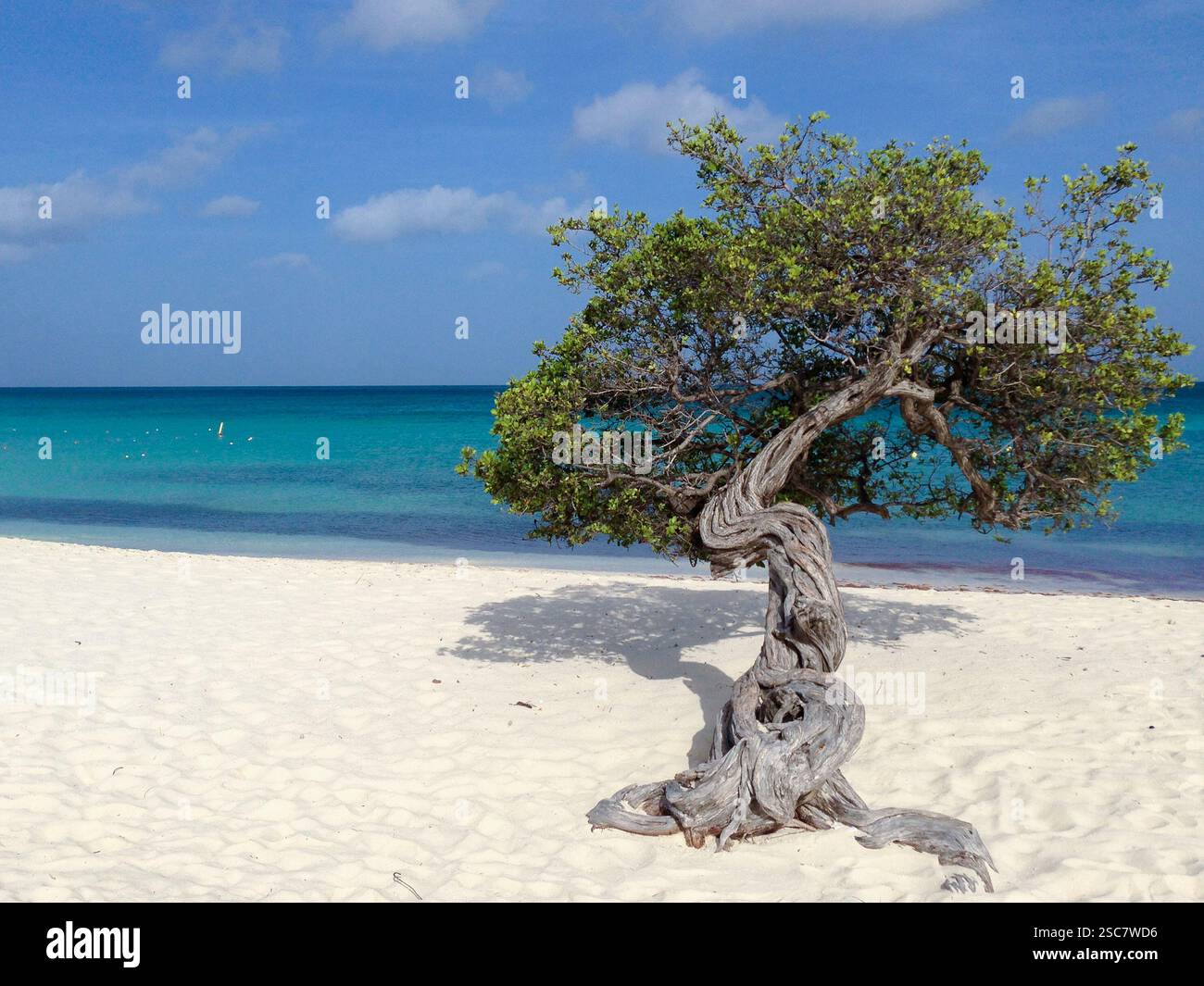 Fofoti tree, typical of Aruba, Caribbean Stock Photo - Alamy