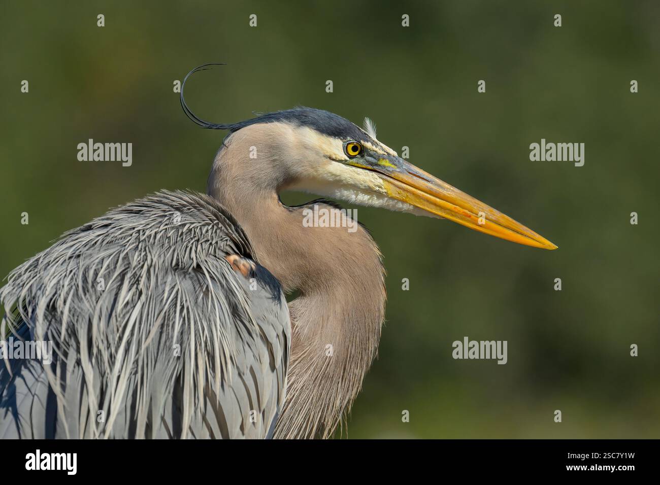 Great blue heron wetlands hi-res stock photography and images - Alamy