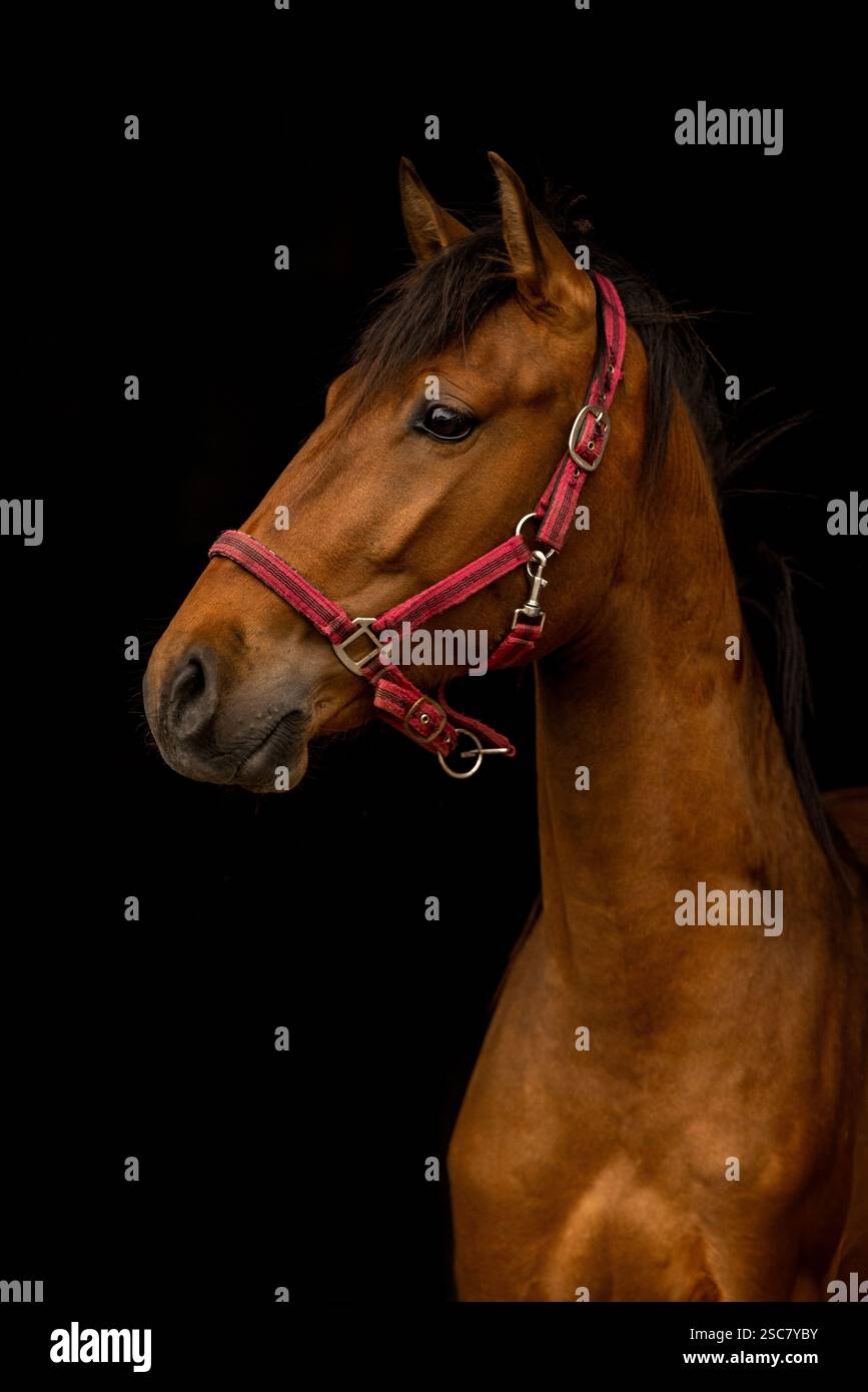 Black shot portrait of a young bay brown lusitano stallion Stock Photo ...