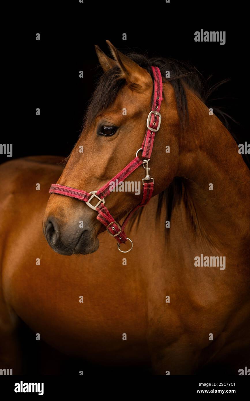 Black shot portrait of a young bay brown lusitano stallion Stock Photo ...