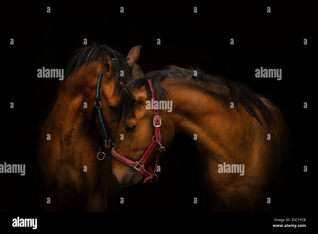 Black shot portrait of a young bay brown lusitano stallion Stock Photo ...