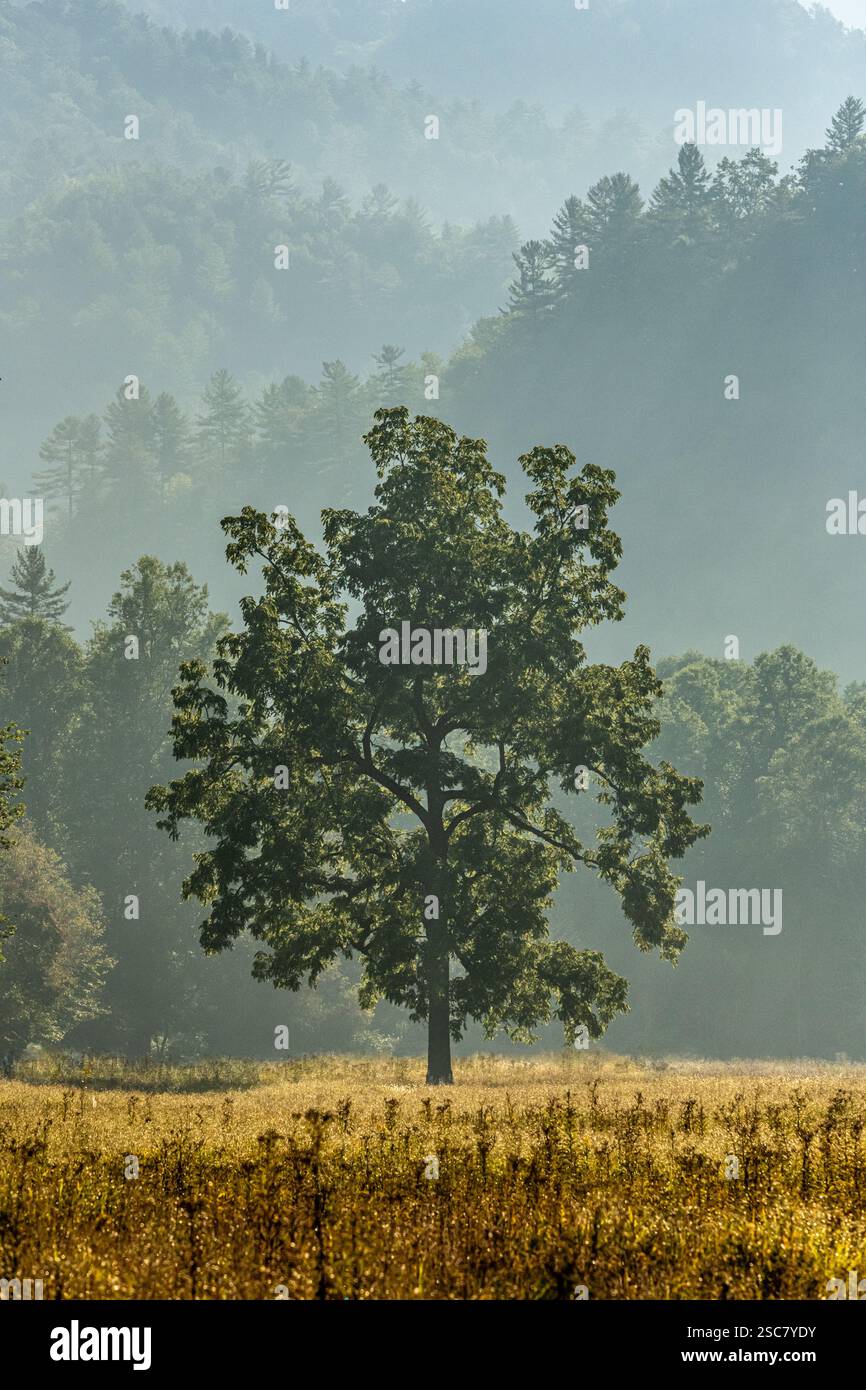 Large Tree stands Alone In Yellowing Cataloochee Field With Hazy ...