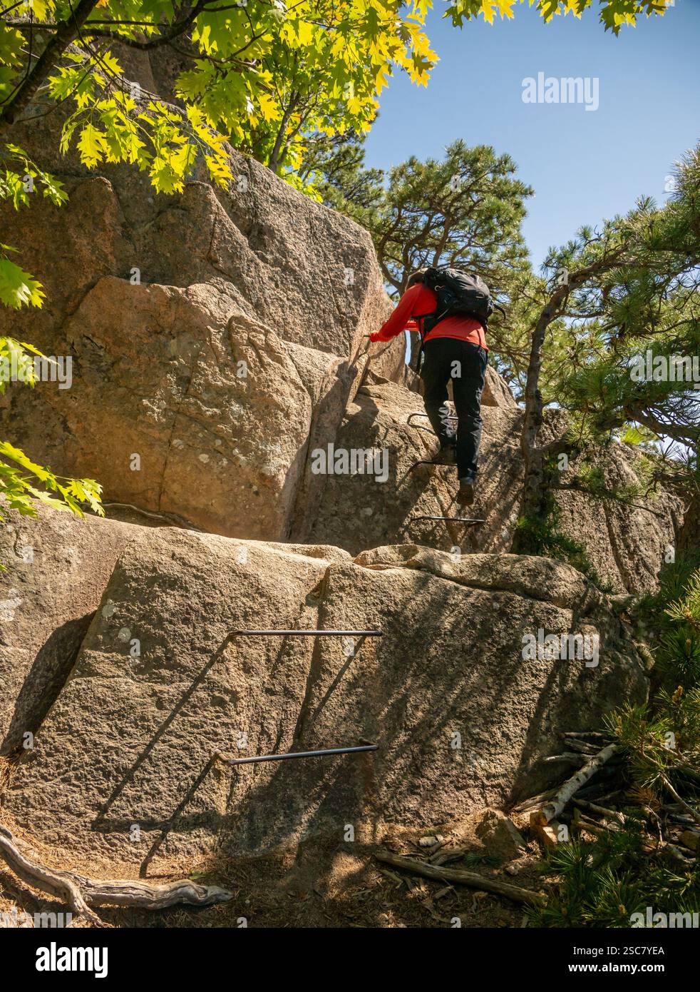Man Climbs up Metal Rungs on the Beehive Trail in Acadia National Park ...