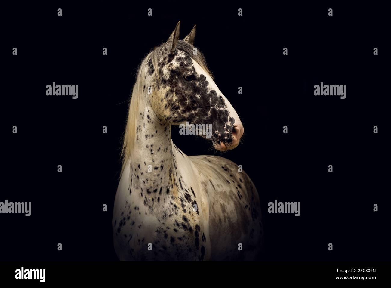 Black shot portrait of a young horse mare with leopard coat color Stock ...