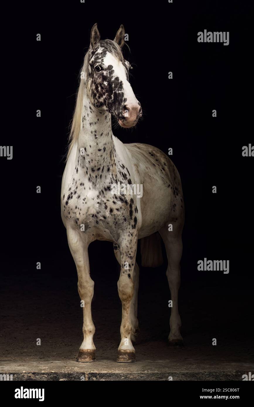 Black shot portrait of a young horse mare with leopard coat color Stock ...