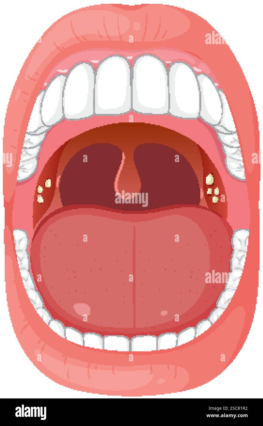 Detailed vector of human mouth and throat Stock Vector Image & Art - Alamy