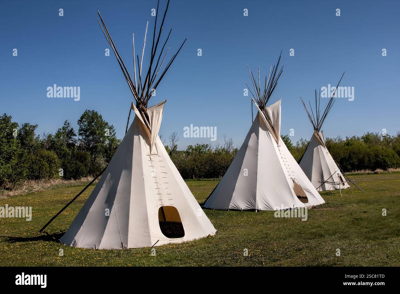 Three teepees are in a field. The teepees are white and are set up in a ...