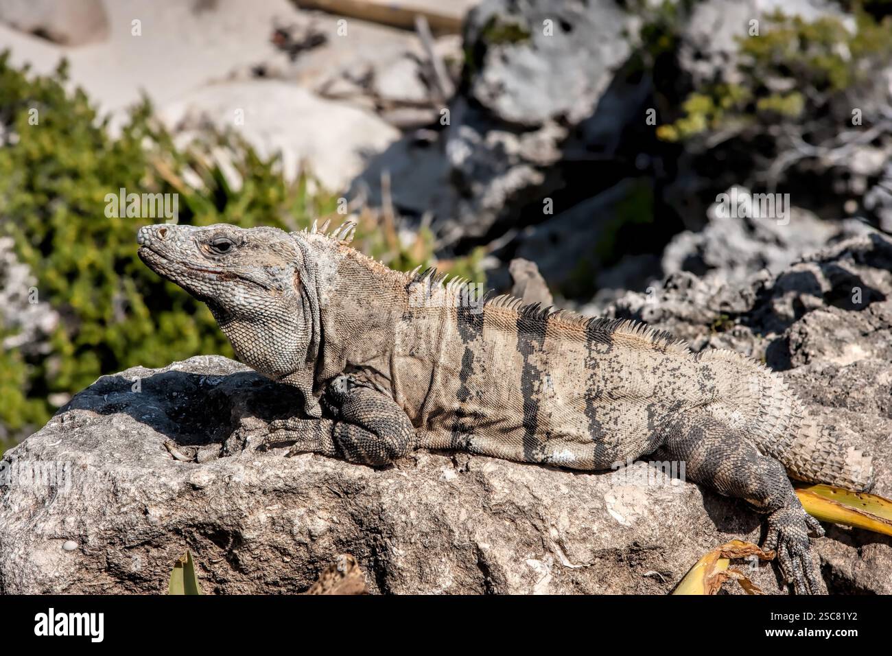 A lizard is laying on a rock. The lizard is brown and white. The rock ...
