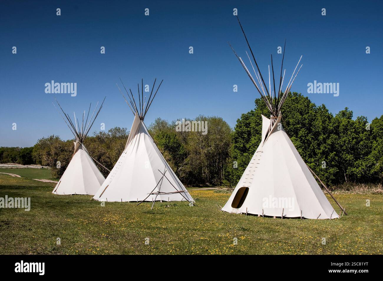 Three teepees are in a field. The teepees are white and are set up in a ...