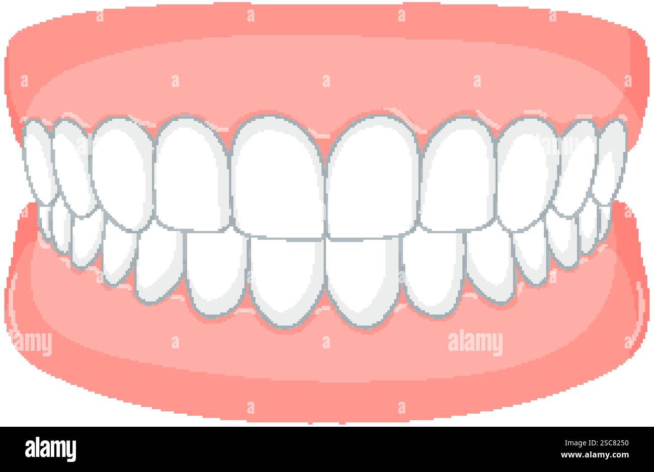 Illustration of a full set of teeth Stock Vector Image & Art - Alamy