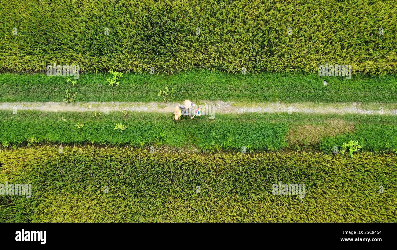 A serene view of Vietnam's lush rice fields, where the vibrant green ...