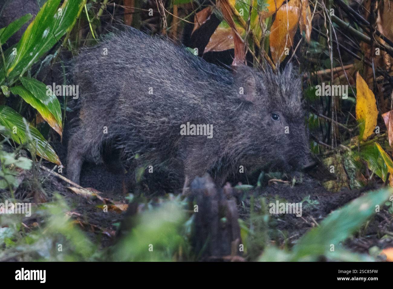 A baby Wild Boar (Sus scrofa) in Nagarhole National Park, part of the ...