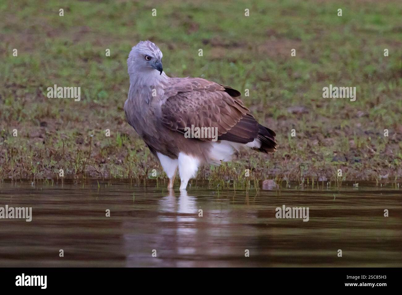 The Grey Headed Fishing Eagle (Icthyophaga ichthyaetus) in Nagarhole ...