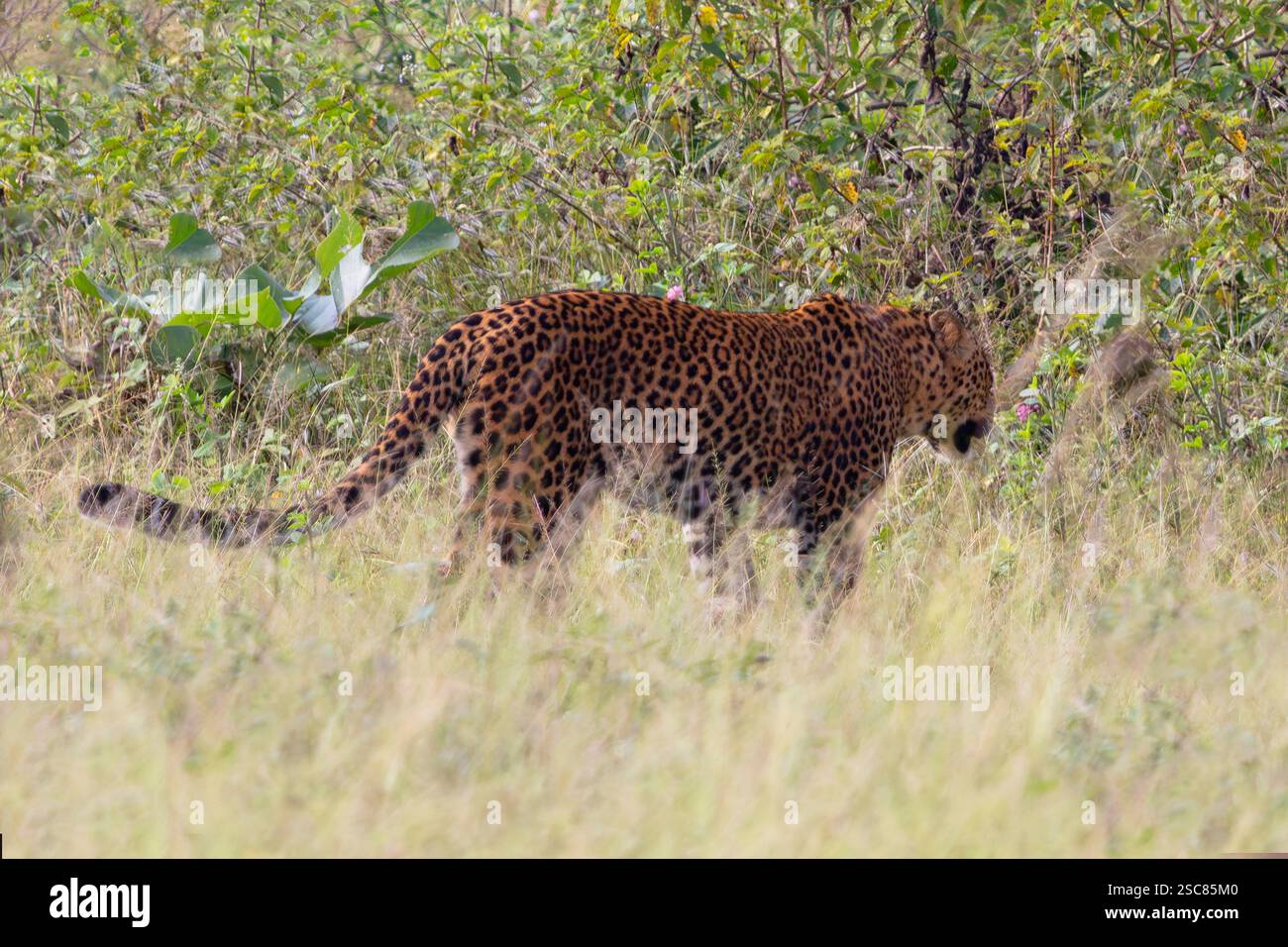 An Indian Leopard (Panthera pardus fusca) in Bandipur National Park in ...