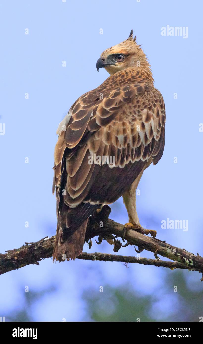 Adolescent hawk hi-res stock photography and images - Alamy