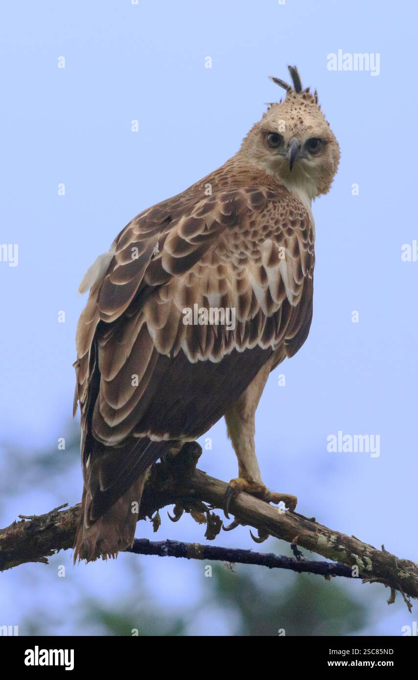 Adolescent hawk hi-res stock photography and images - Alamy