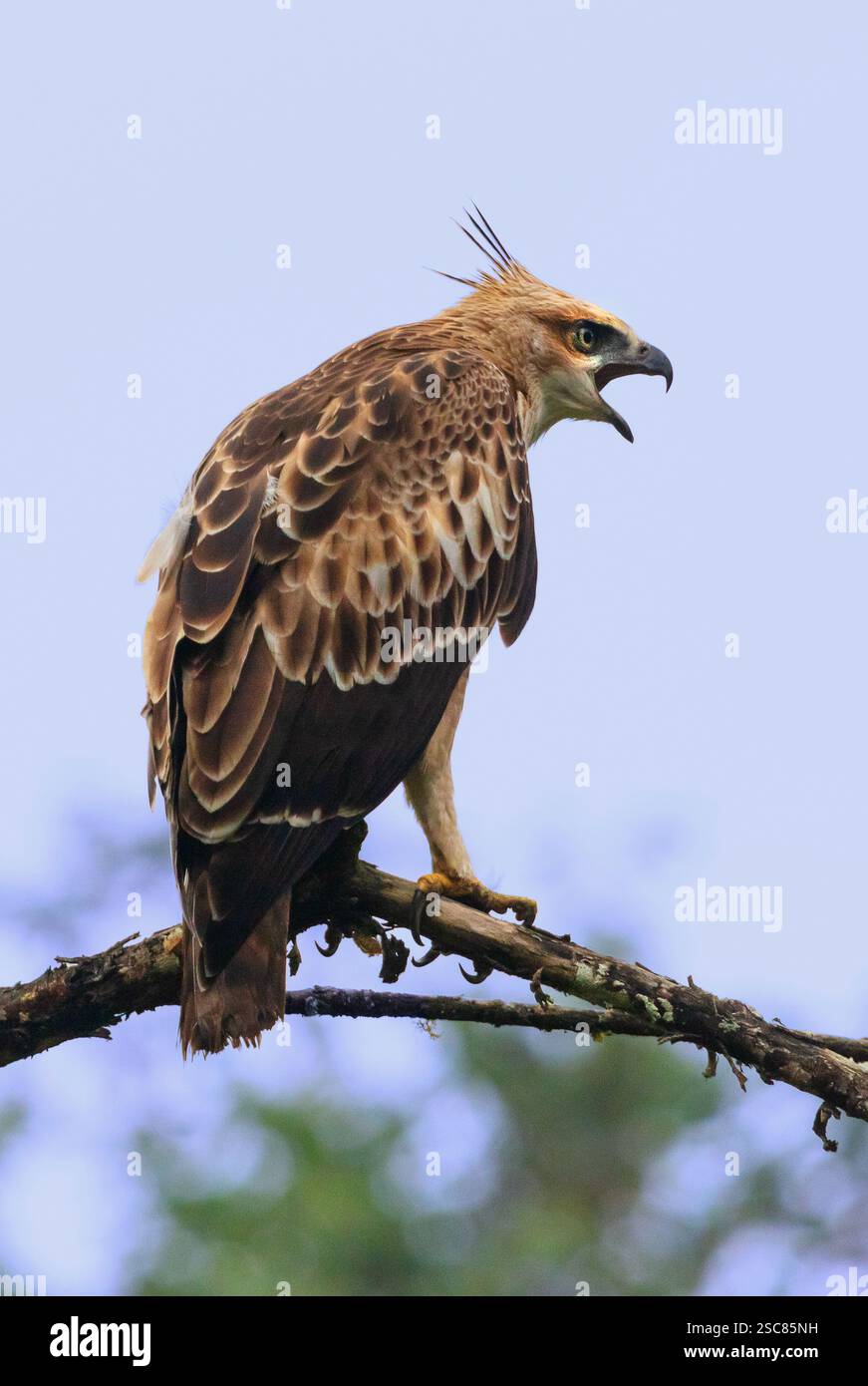 A adolescent Crested Hawk Eagle (Nisaetus cirrhatus) in Bandipur National Park in the ...