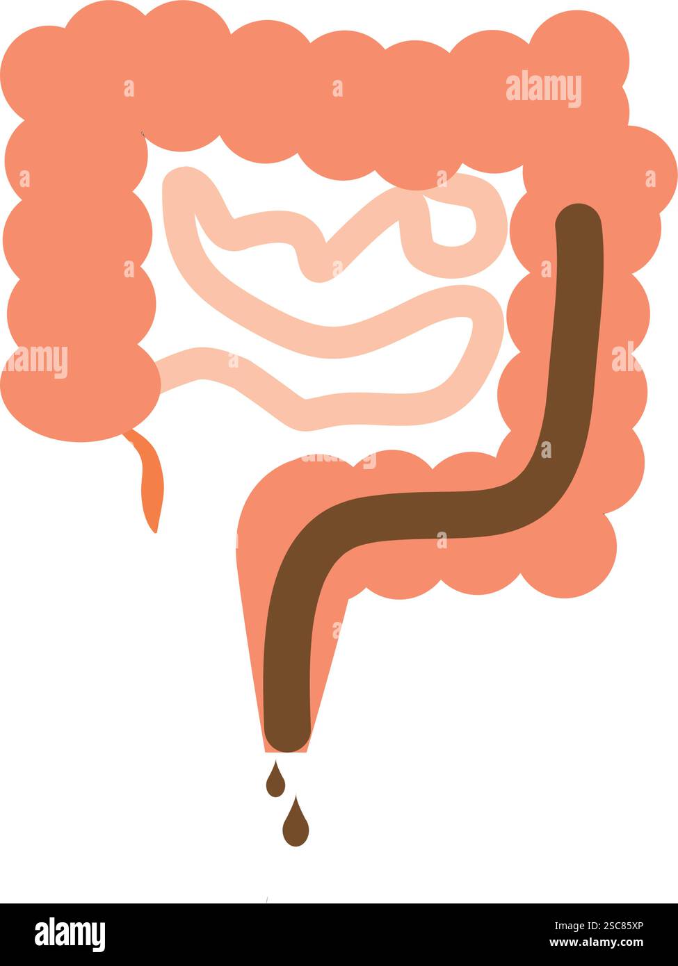 Intestines on a white background. Diarrhea. Vector illustration Stock ...