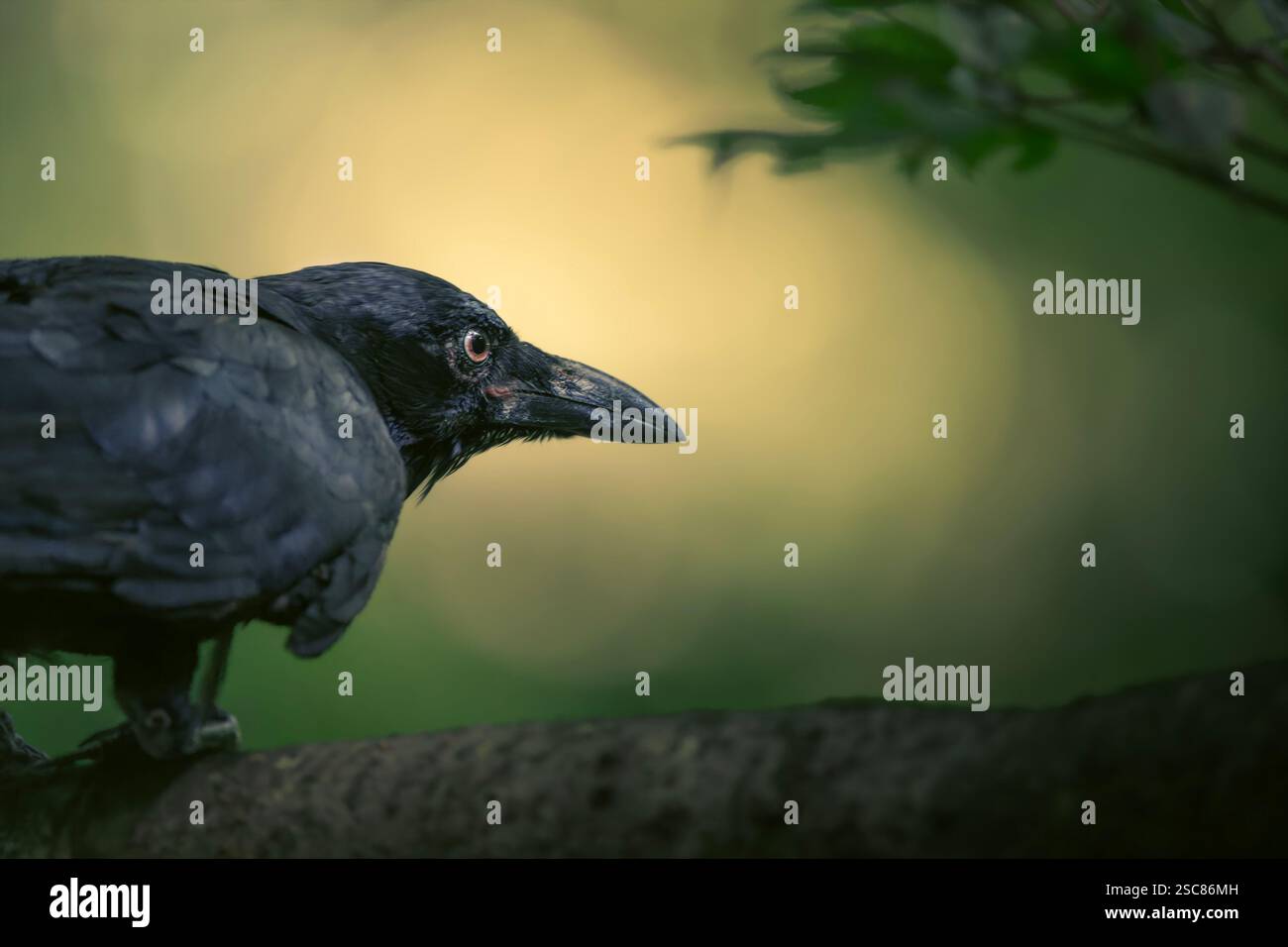 The Torresian crow, also called the Australian crow or Papuan crow, is ...
