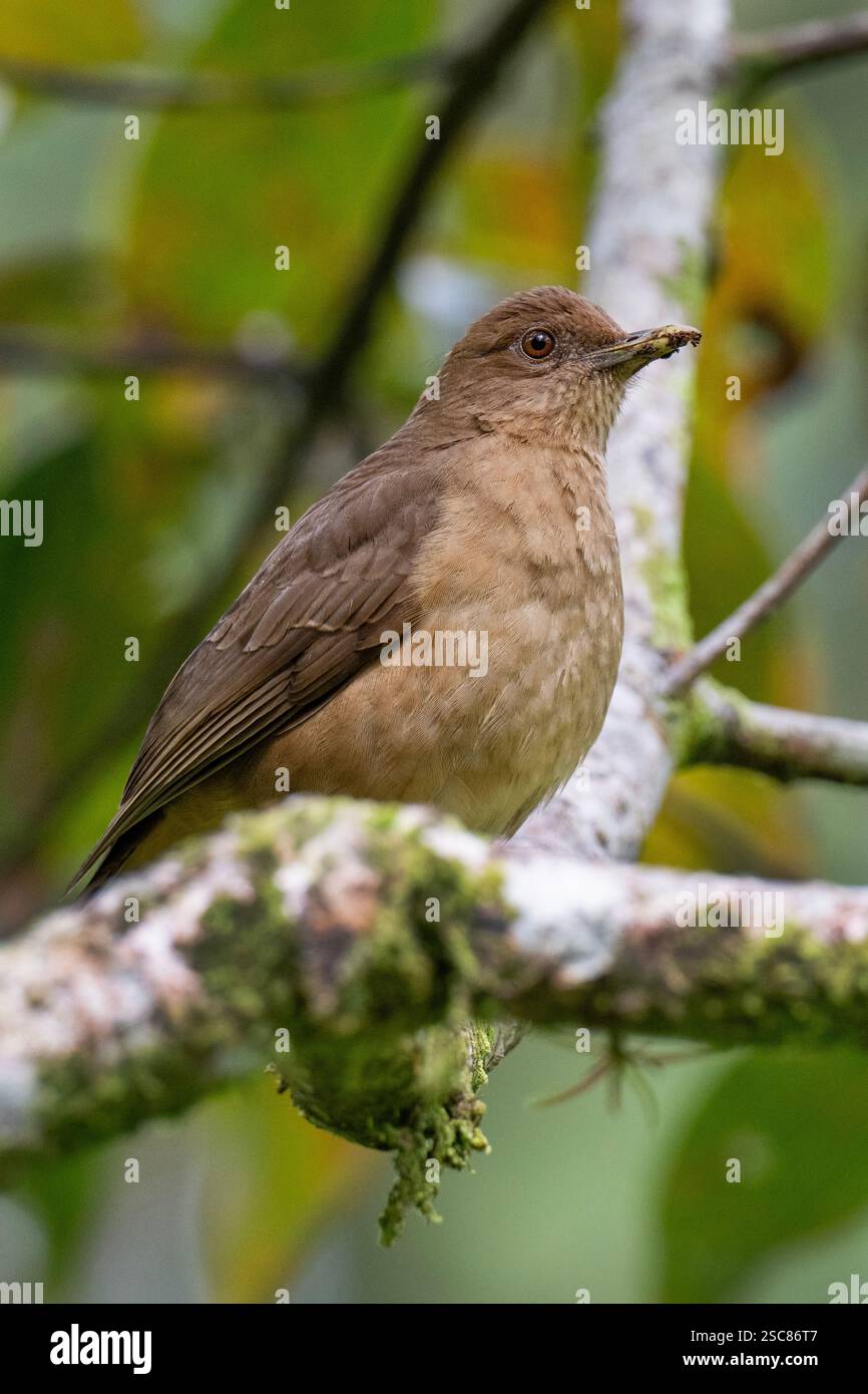 Costa Rica, Arenal. Clay-colored Thrush (Turdus grayi) Costa Rica's ...