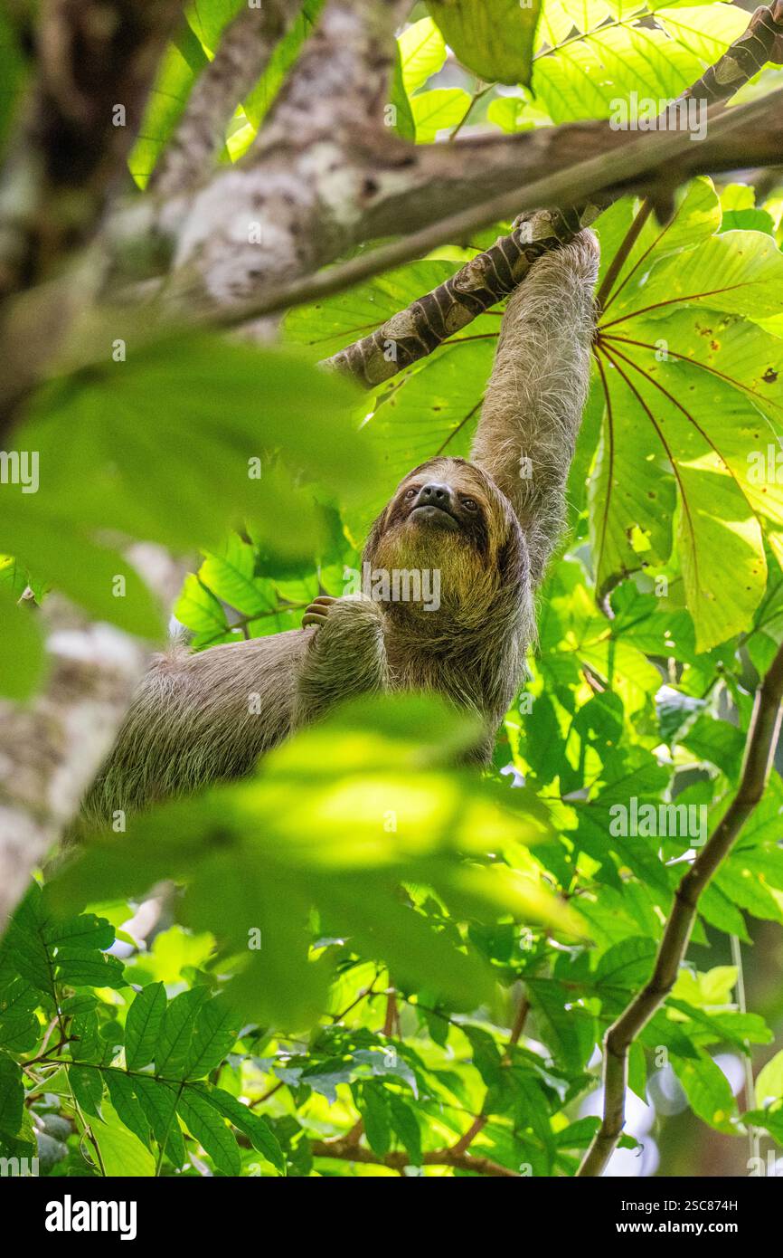 Costa rican sloth hi-res stock photography and images - Alamy