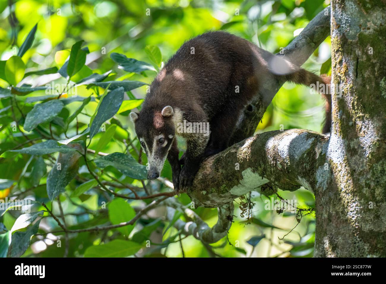 Costa Rica, Pacific Coast, Osa Peninsula, Tiskita. Coati AKA coatimundi ...