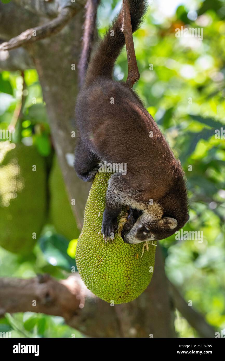 Costa Rica, Pacific Coast, Osa Peninsula, Tiskita. Coati AKA coatimundi ...