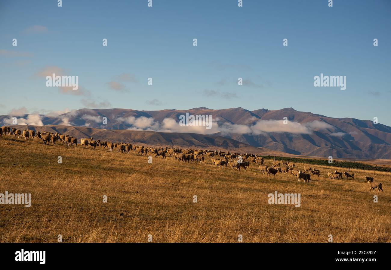 Agricultural pasture land in the high country of the south island of NZ ...