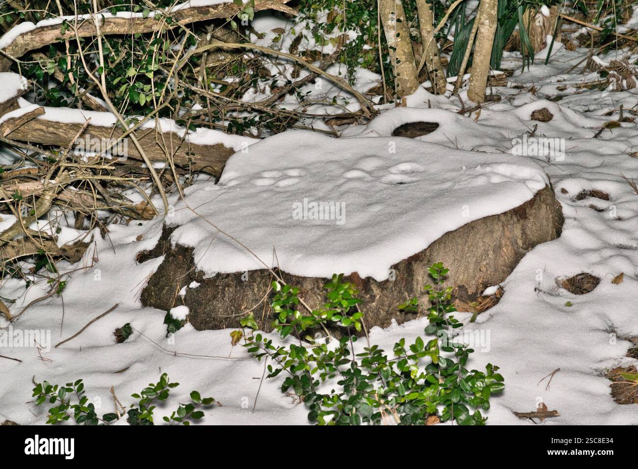Snow on tree stump ground vegetation animal tracks Winter climate ...