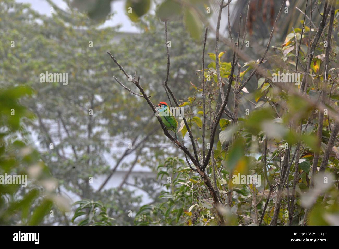 Siliguri, West Bengal, India. 6th Feb, 2025. A Blue throated barbet ...