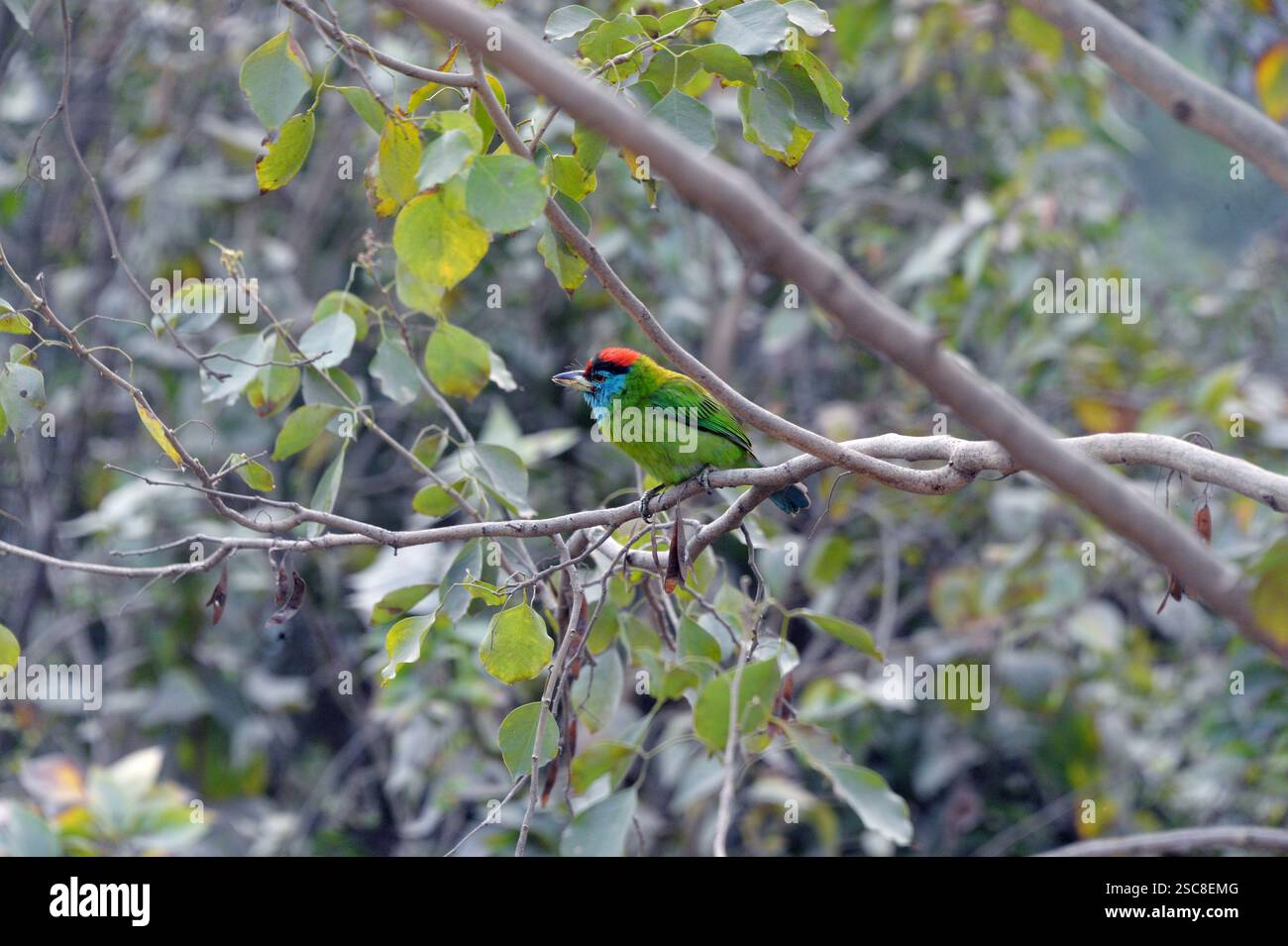 Siliguri, West Bengal, India. 6th Feb, 2025. A Blue throated barbet ...