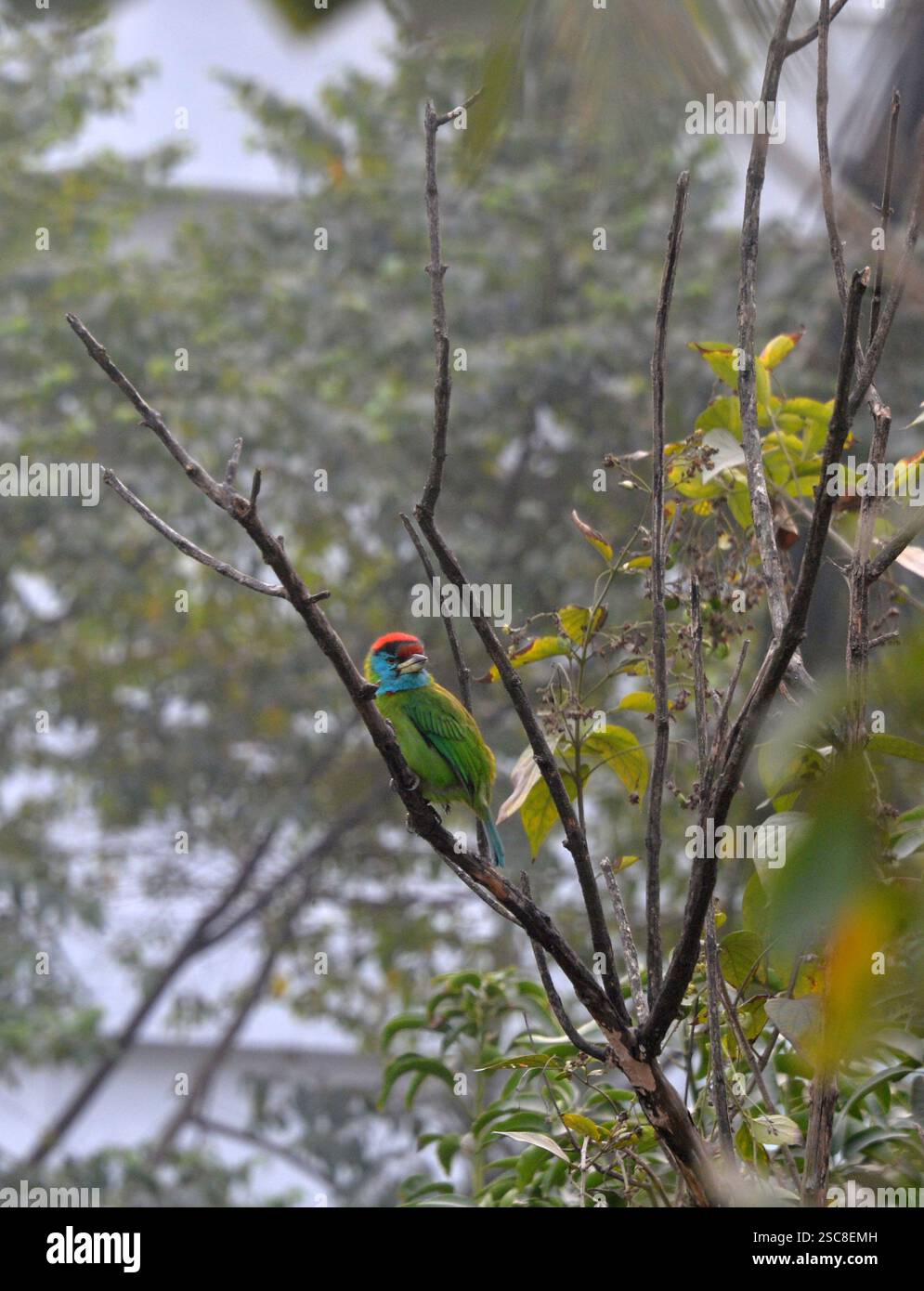 Siliguri, West Bengal, India. 6th Feb, 2025. A Blue throated barbet ...