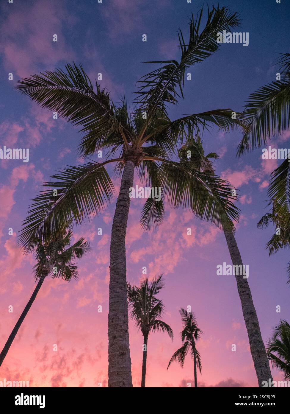 Sunset between the palm trees at Hamilton Island in the Whitsundays ...