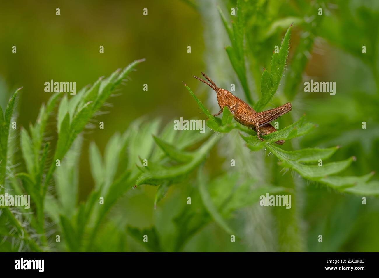 Short Horned Grasshopper - Chorthippus dorsatus, beatiful small brown ...