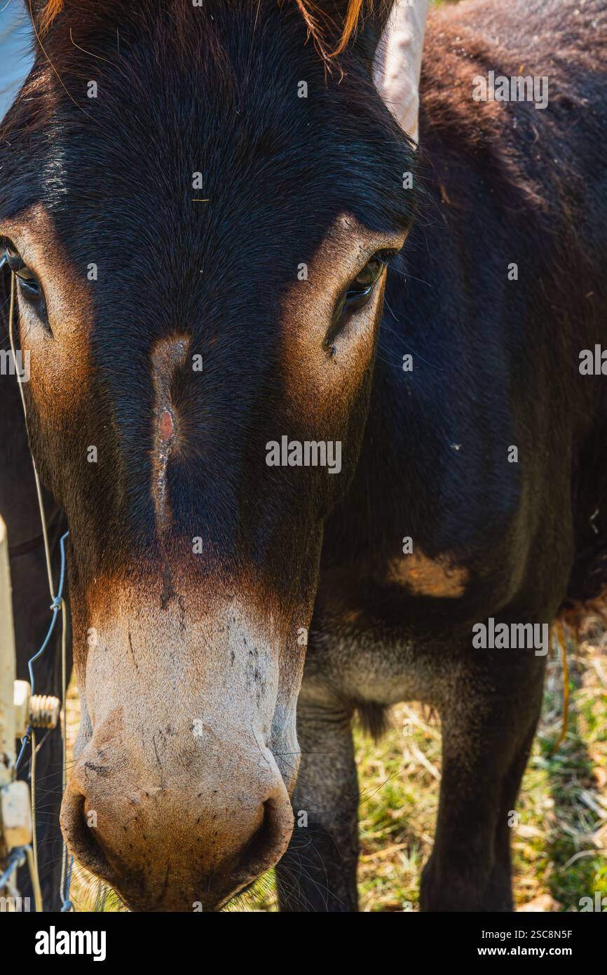 A gentle cow gazes closely at the viewer, framed by a verdant landscape ...