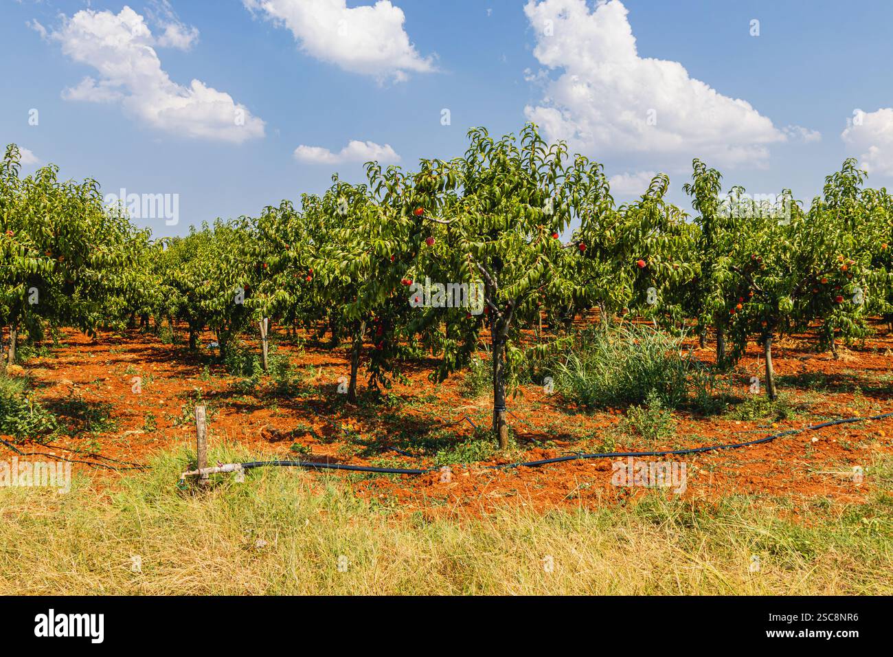 Lush peach trees heavy with ripe fruits stretch across the fields of ...