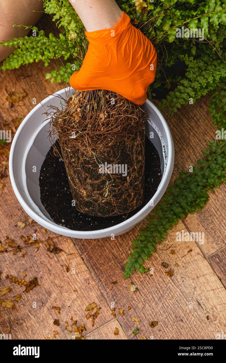 A person wearing an orange glove carefully repots a root bound fern in ...