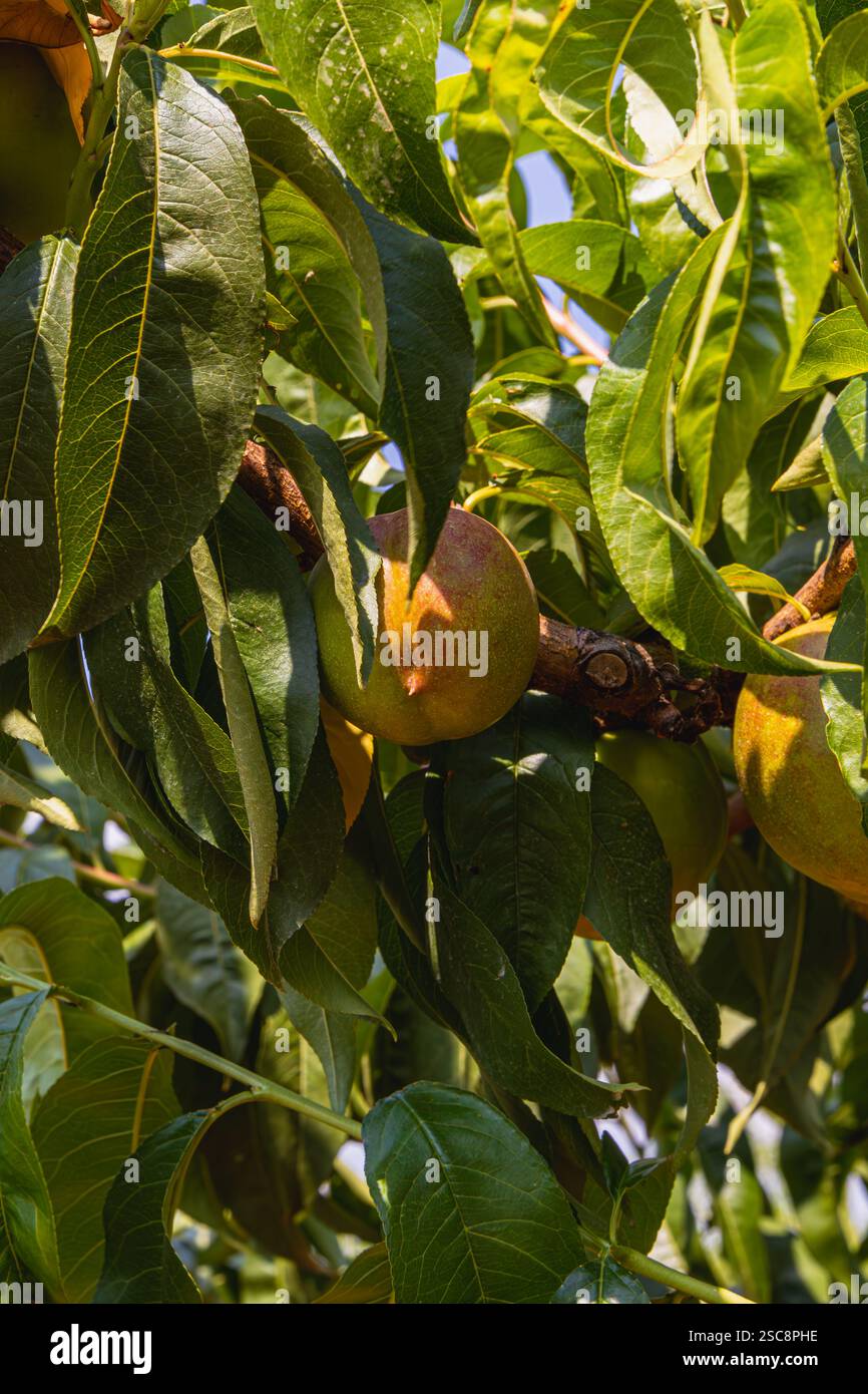 Branches of peach trees are laden with ripe, juicy fruit basking in the ...