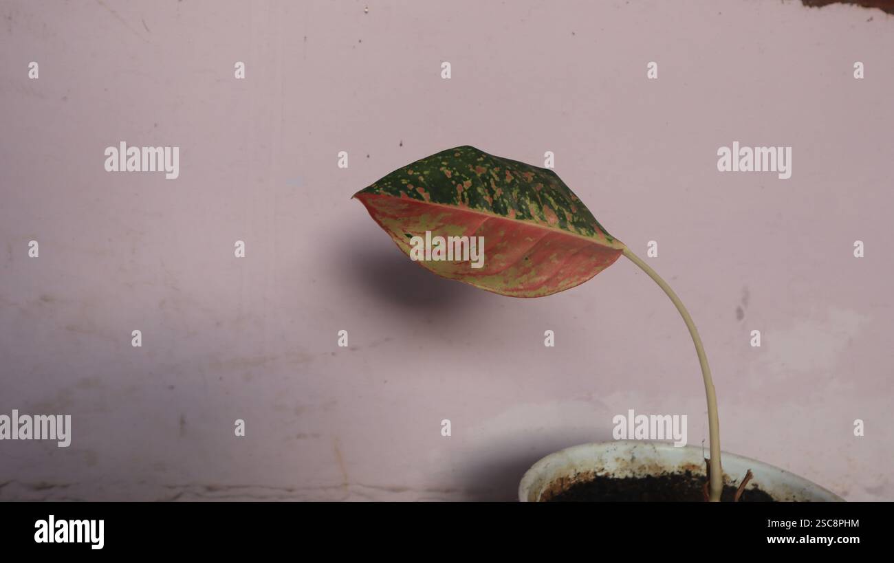 Read Caladium Keladi Merah Leafe with Brown Soil on White Pot Stock ...