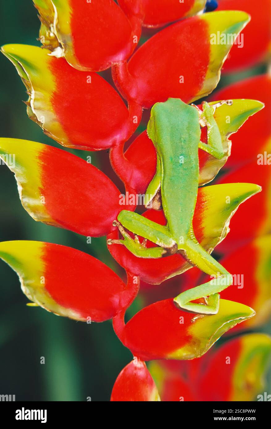 White lined tree frog (Phyllomedusa camba) climbing Heliconia flower ...