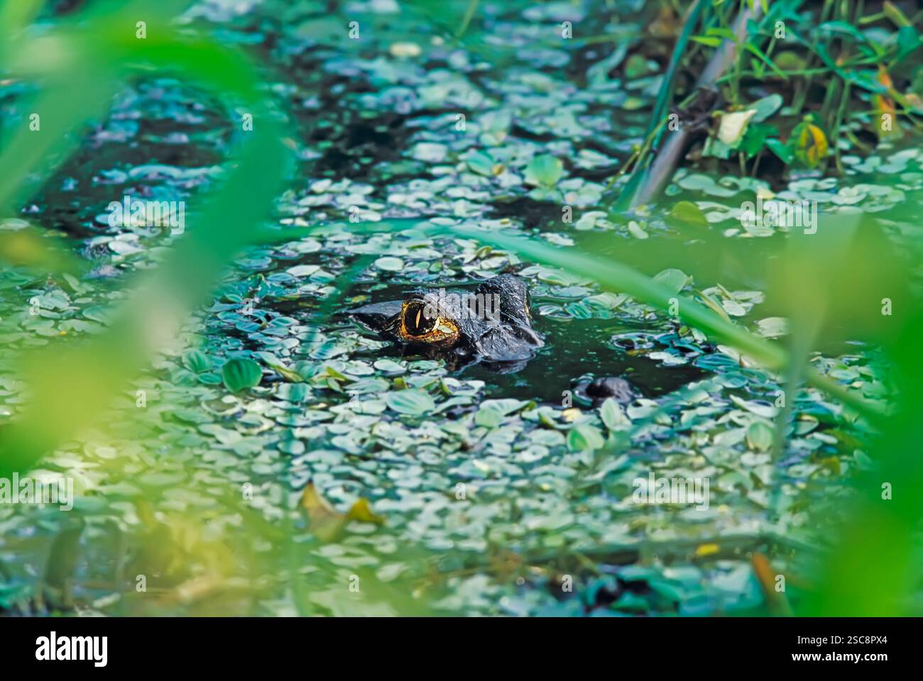 Yacare caiman (Caiman yacare) hunting in pond, Madidi National Park ...