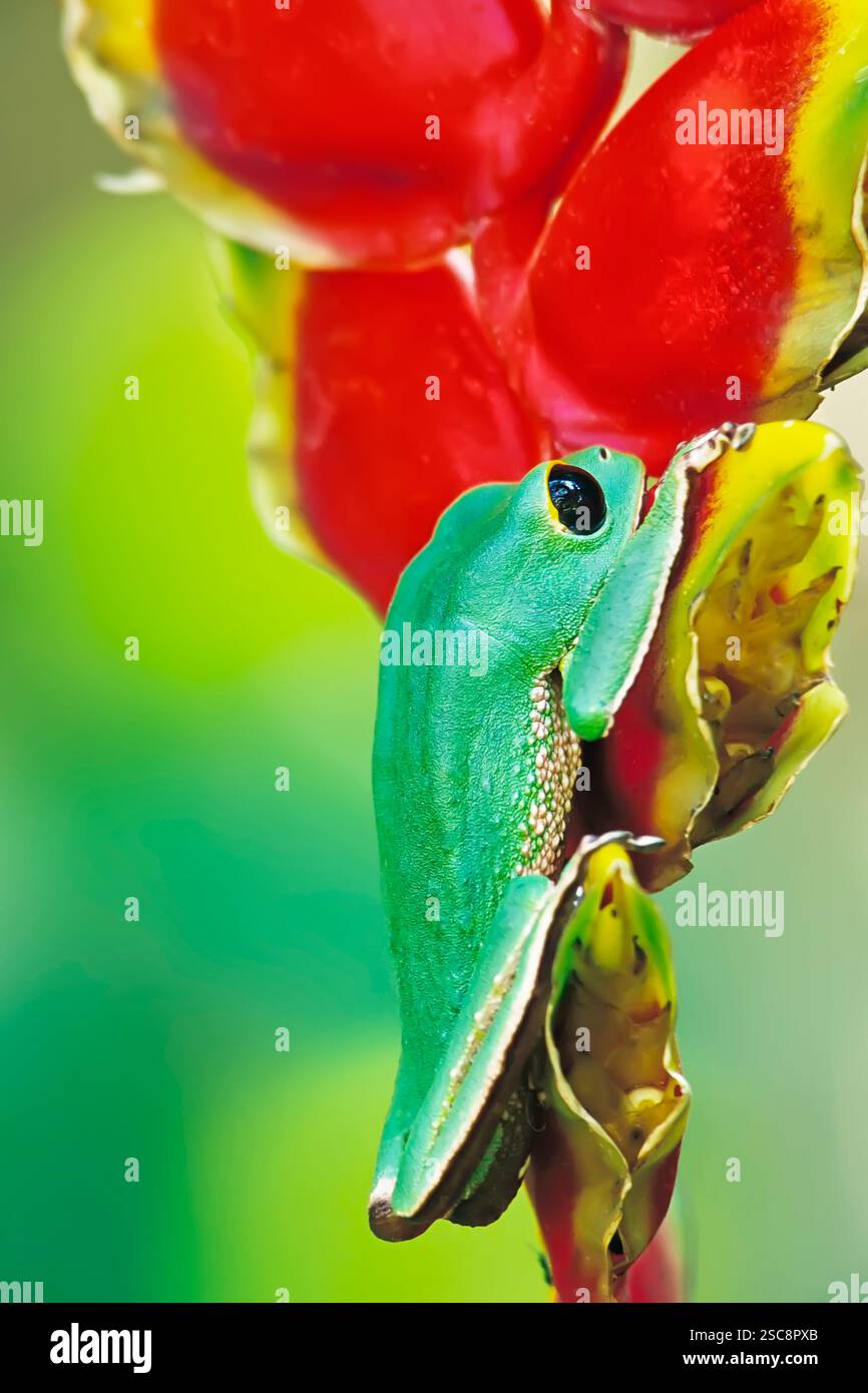 White lined tree frog (Phyllomedusa camba) climbing Heliconia flower ...