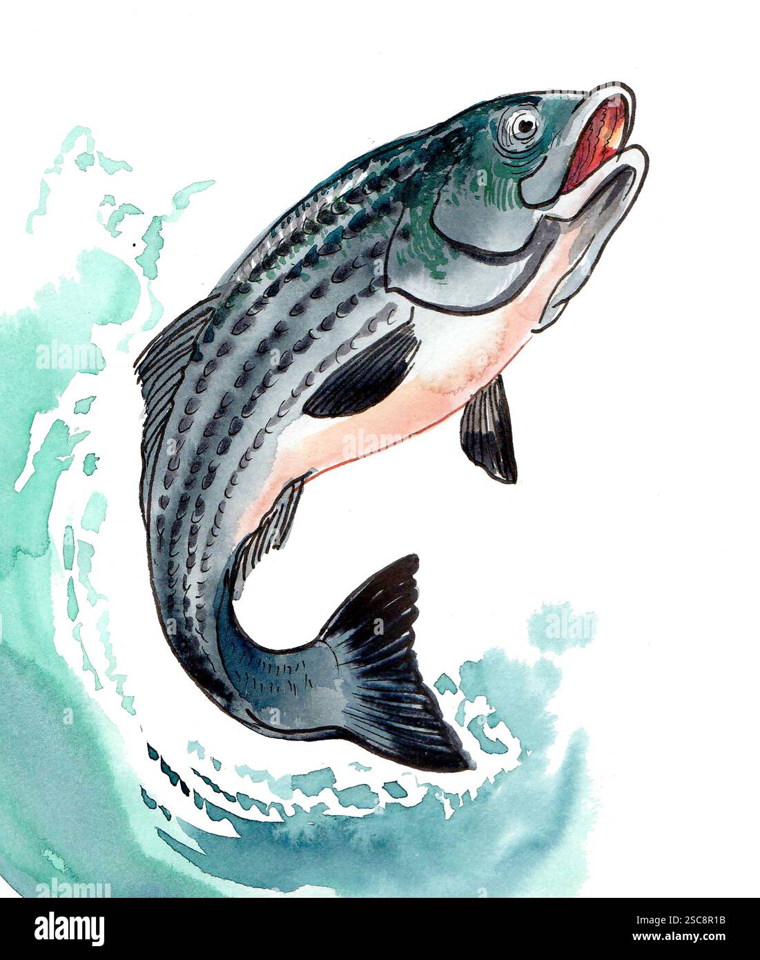 Leaping fish. Hand drawn watercolour illustration Stock Photo - Alamy