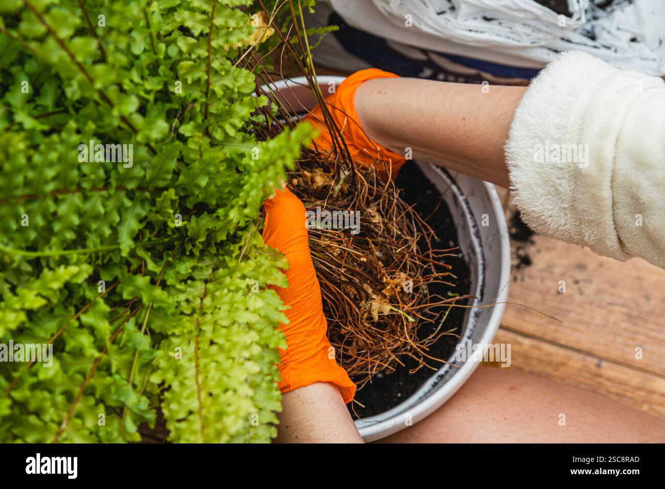 Hands wearing bright orange gloves carefully untangle flower roots from ...