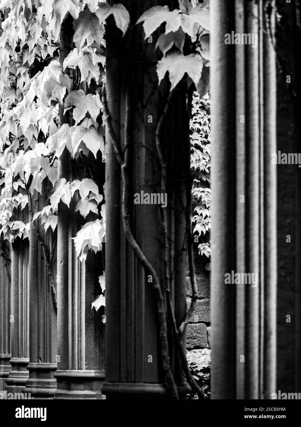 Close up of a carved column with vines growing on it (series of 2 Stock ...