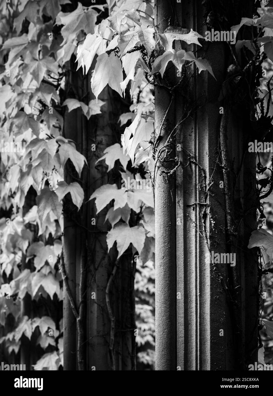 Close up of a carved column with vines growing on it (series of 2 Stock ...