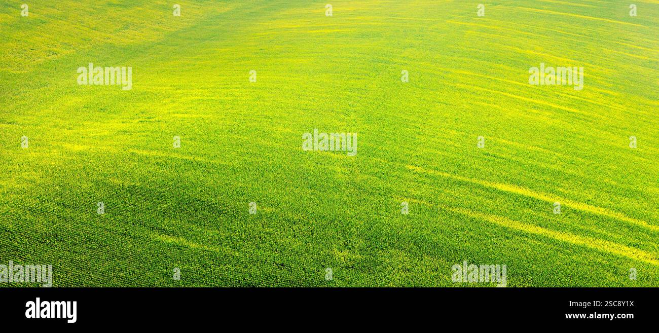 Summer rural landscape, countryside. Grass texture. Rolling wheat ...