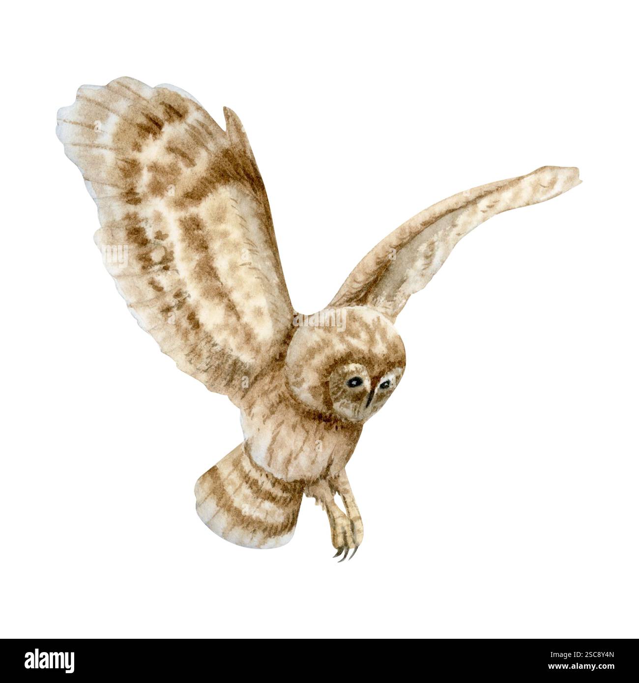 Watercolor tawny brown owl illustration isolated on white background ...